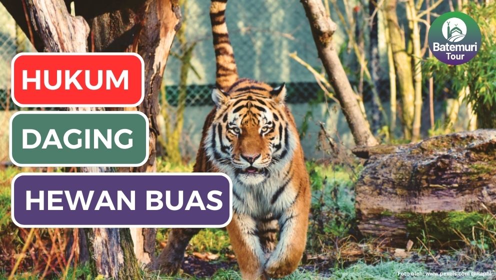 Daging Hewan Buas Haram Dimakan!!! Spesifikasi dan Ciri yang ...