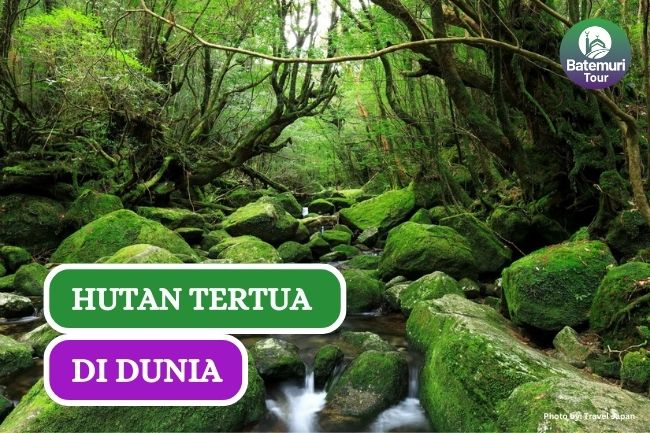 Tak Hanya Indonesia, Ini Dia 9 Hutan Tua Dunia yang Tak Kalah Kaya