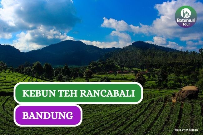 Ini Dia Daya Tarik Kebun Teh Rancabali Bandung yang Menawan